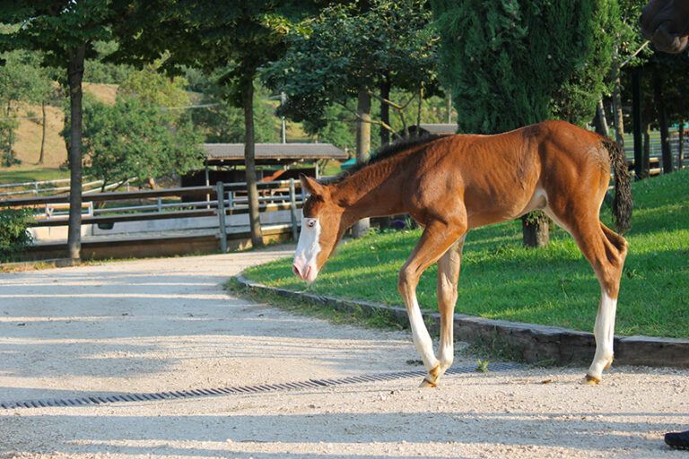 Cavalli Quarter Horse in Vendita | Pietracavalla Agriturismo